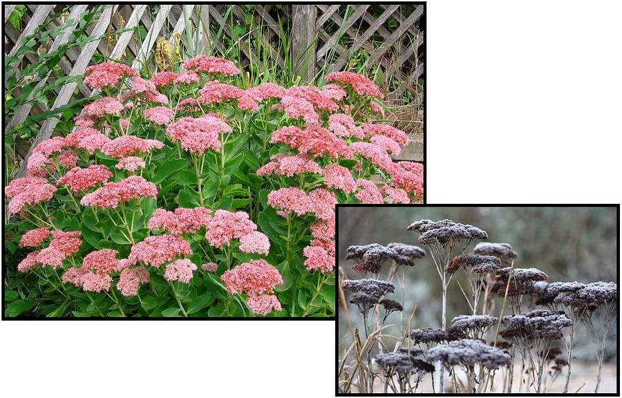 Fall Foliage: Perennials for Autumn Color and Interest in Your Garden