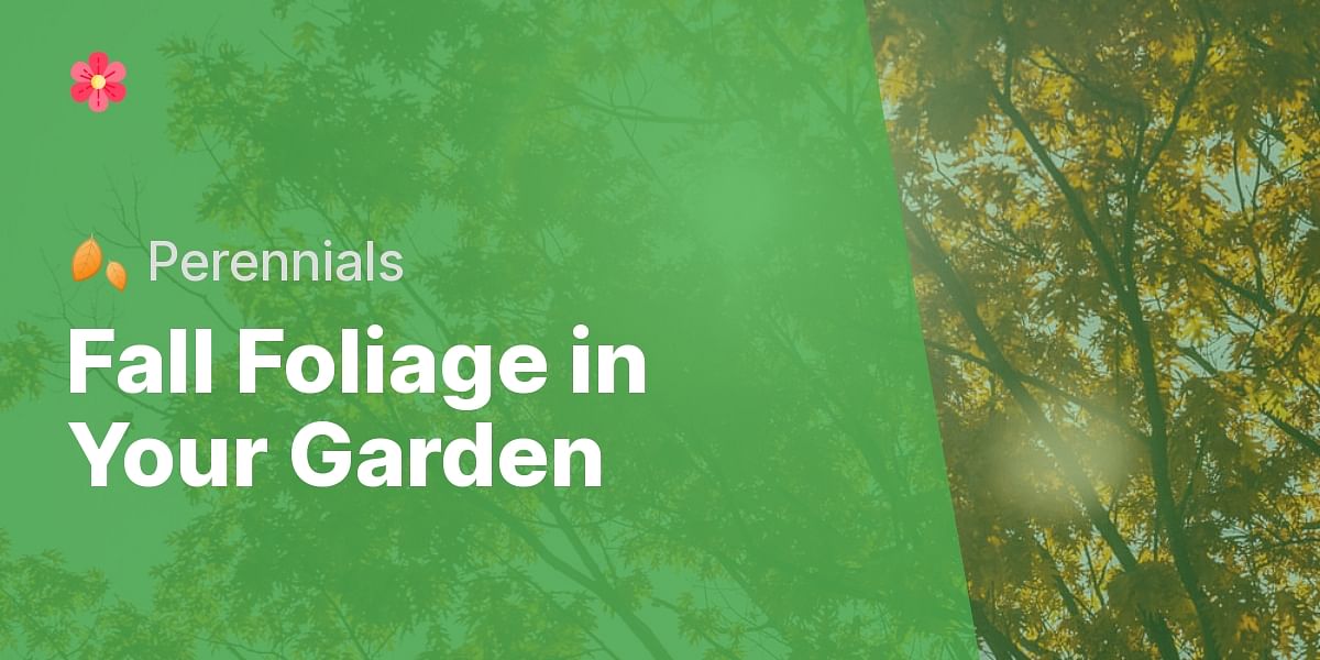 Fall Foliage: Perennials for Autumn Color and Interest in Your Garden