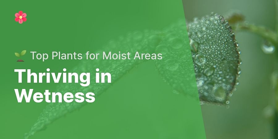 Wet Area Wonders: Top Perennial Plants for Moist and Soggy Conditions